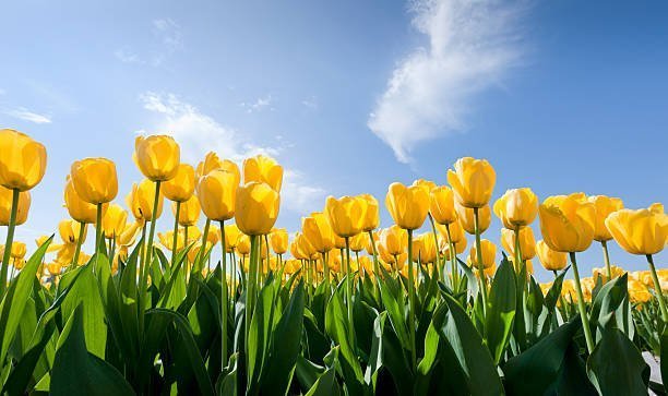 Stunning Tulip Pairings: How to Mix and Match for Beautiful Bouquets
