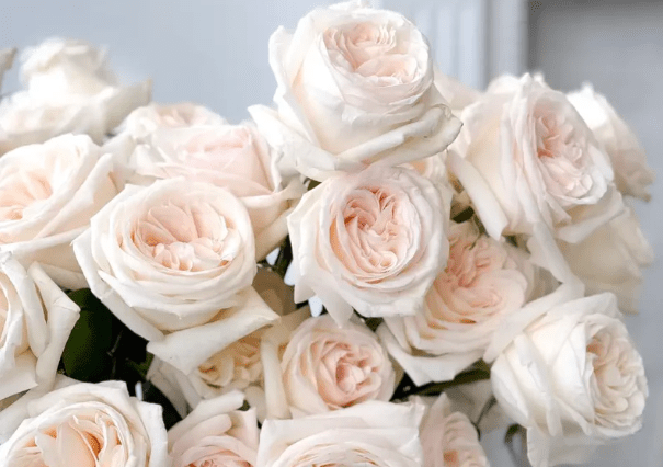 The Enchanting Ohara Rose: A Masterpiece of Elegance for Discerning Fl