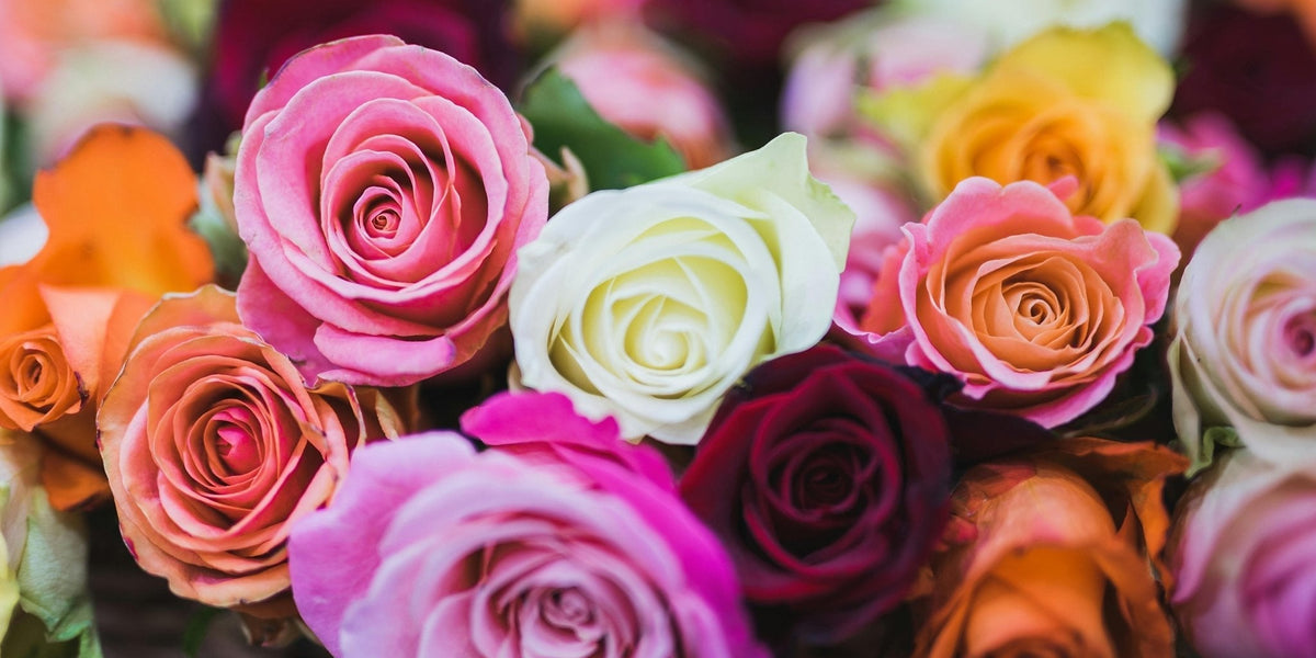 What Roses Say: Exploring the Language Behind the Blooms
