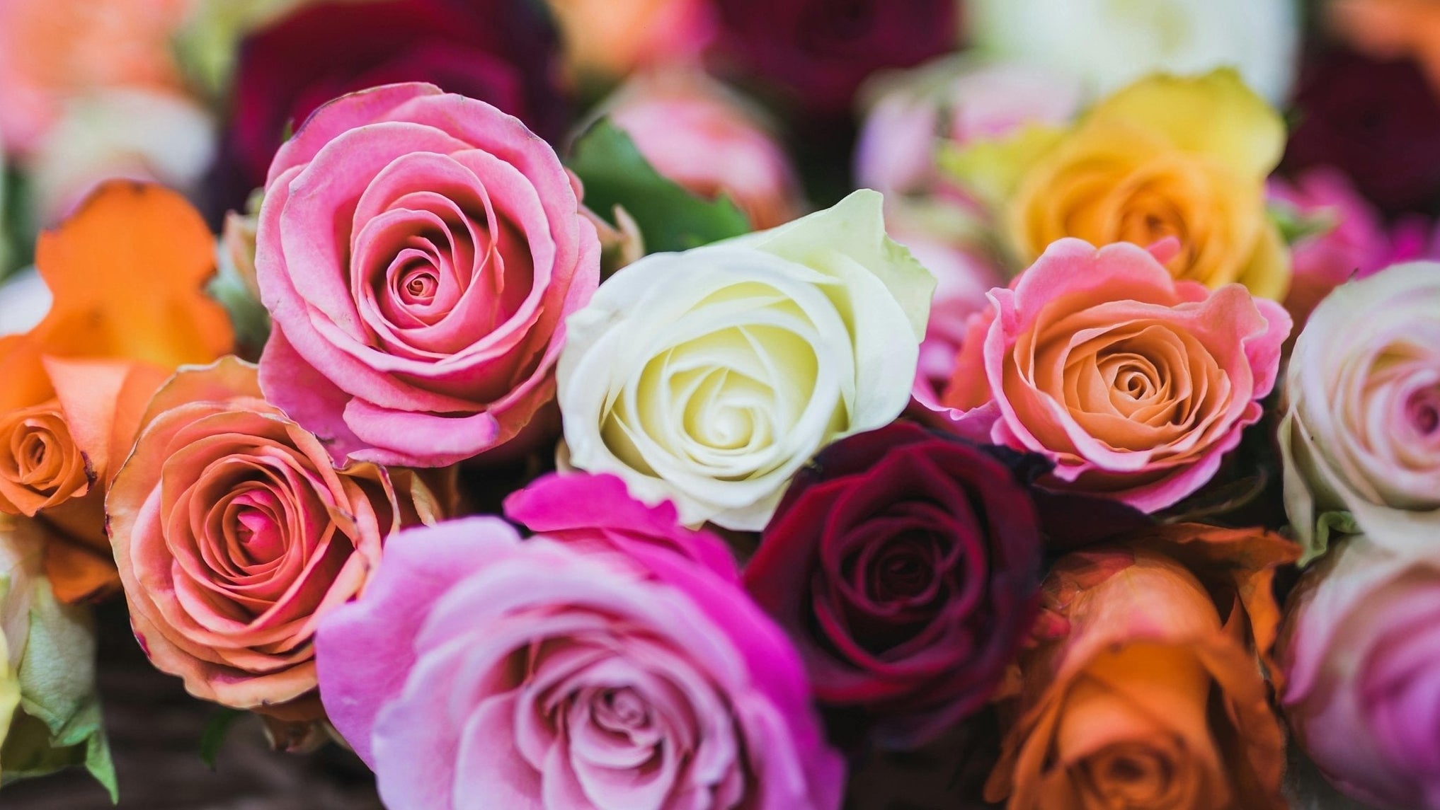 What Roses Say: Exploring the Language Behind the Blooms