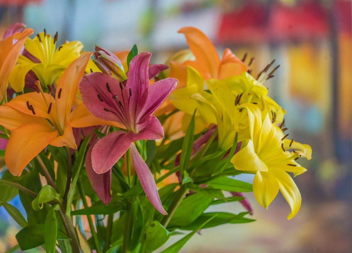 Most Fragrant Lilies for a Bloom-Filled Experience