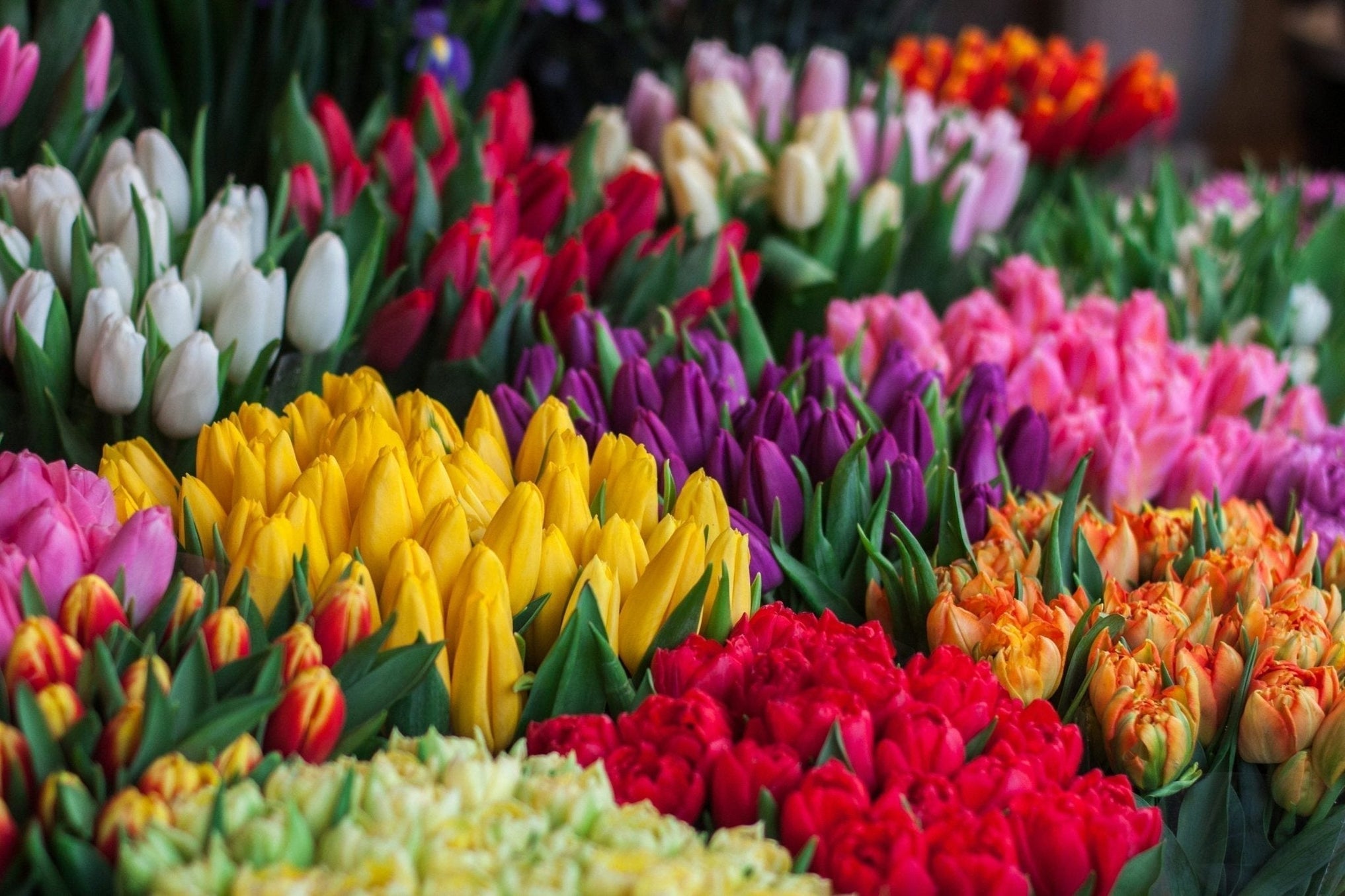 Top 5 Tulip Colors and What They Symbolize for Gifting